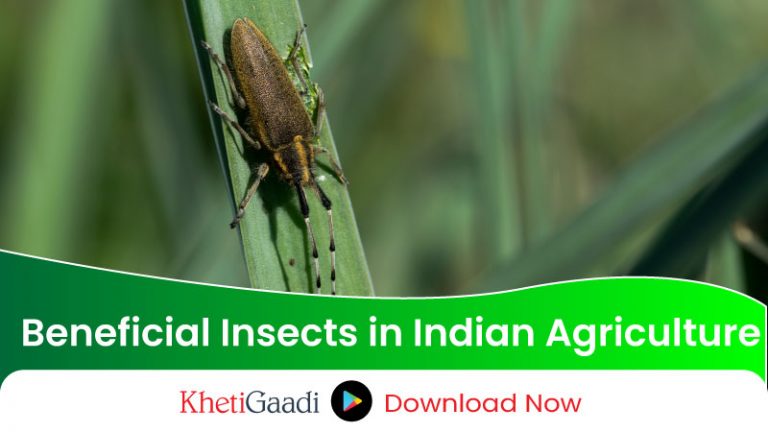 Insects that are beneficial for the agriculture
