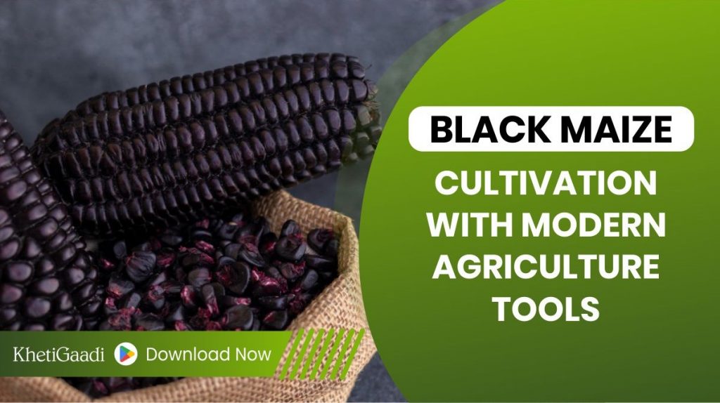 Best Fish Species & Methods for Successful Fish Farming in India