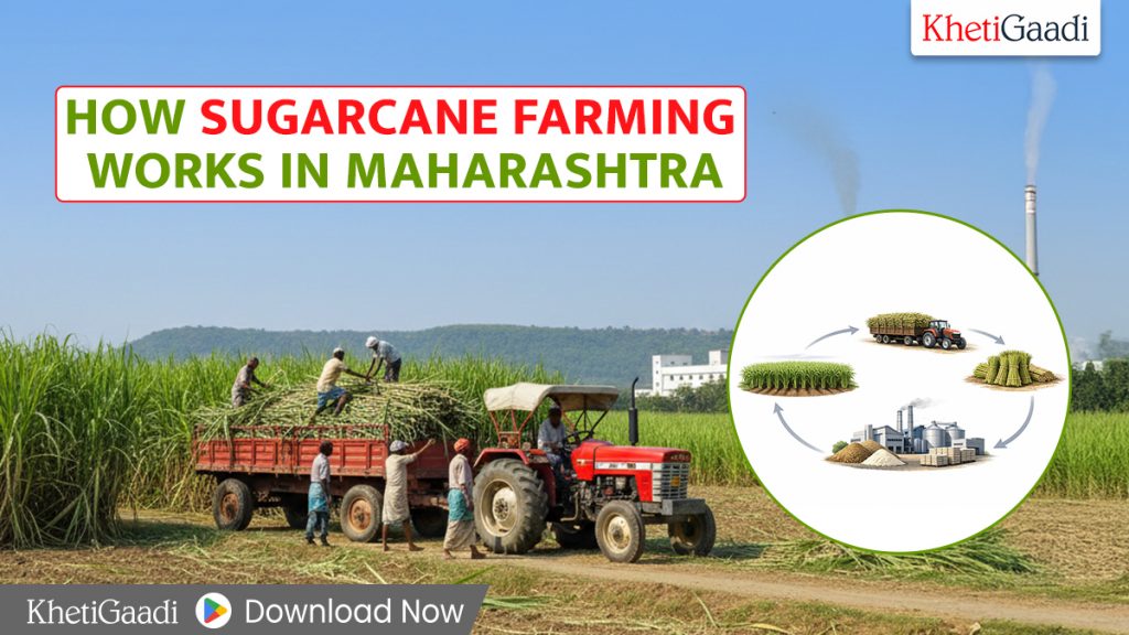 How Sugarcane Farming Works in Maharashtra: Business Model Explained ...
