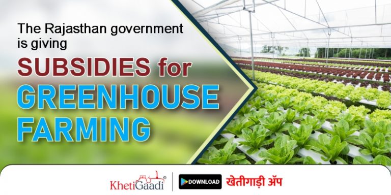 Rajasthan government is giving subsidies for greenhouse farming.