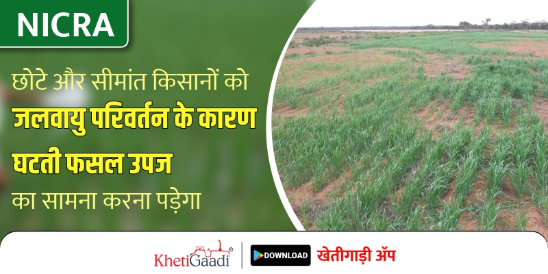 NICRA: छोटे किसानों को जलवायु परिवर्तन का सामना करना पड़ेगा