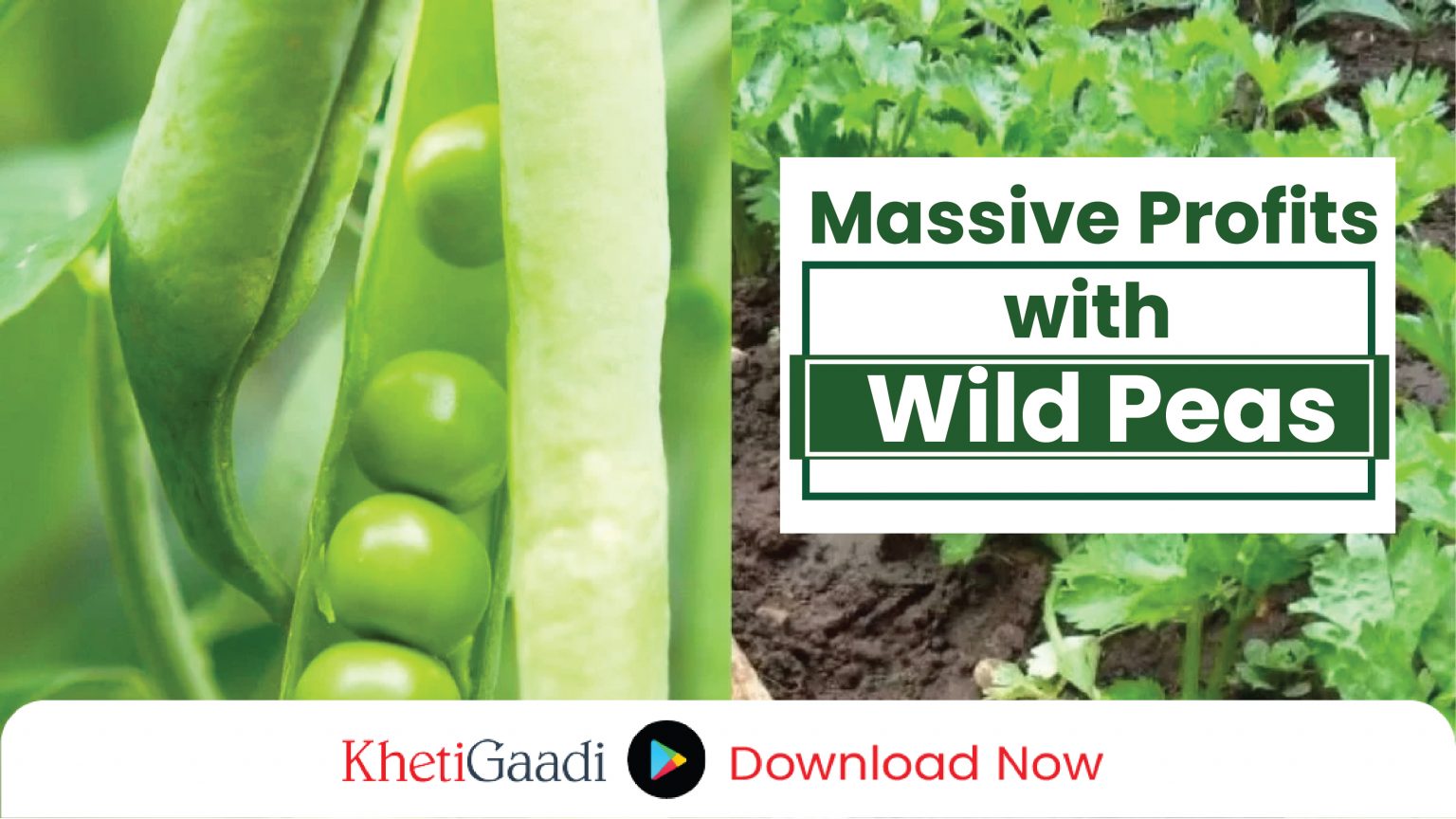 Peas: The Secret to Lucrative Farming Profits