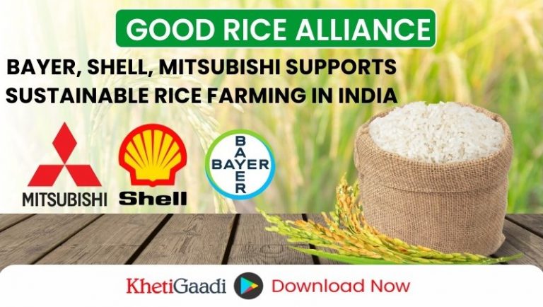 Good Rice Alliance Expands Support for Indian Rice Farmers