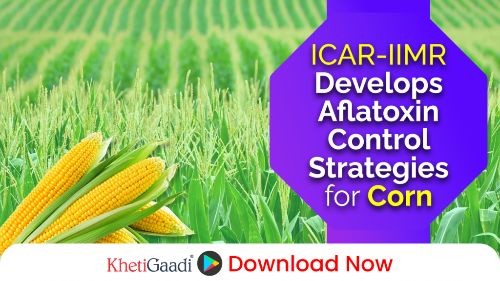 ICAR-IIMR Advances Food Safety with Aflatoxin Control in corn